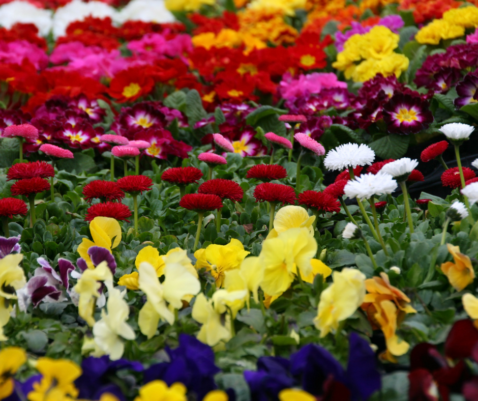Summer Bedding Plant Mix (4 packs with 4 or 6 plants in each ...