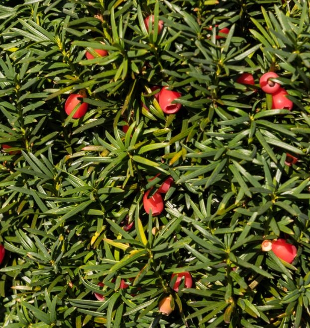 Taxus Baccata Fastigiata David (Aurea) - column - 25L - 1.25m ...