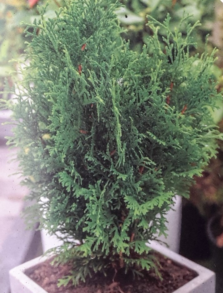 Thuja Occidentalis Holmstrup 2L - Windlestone Nursery & Garden Centre ...