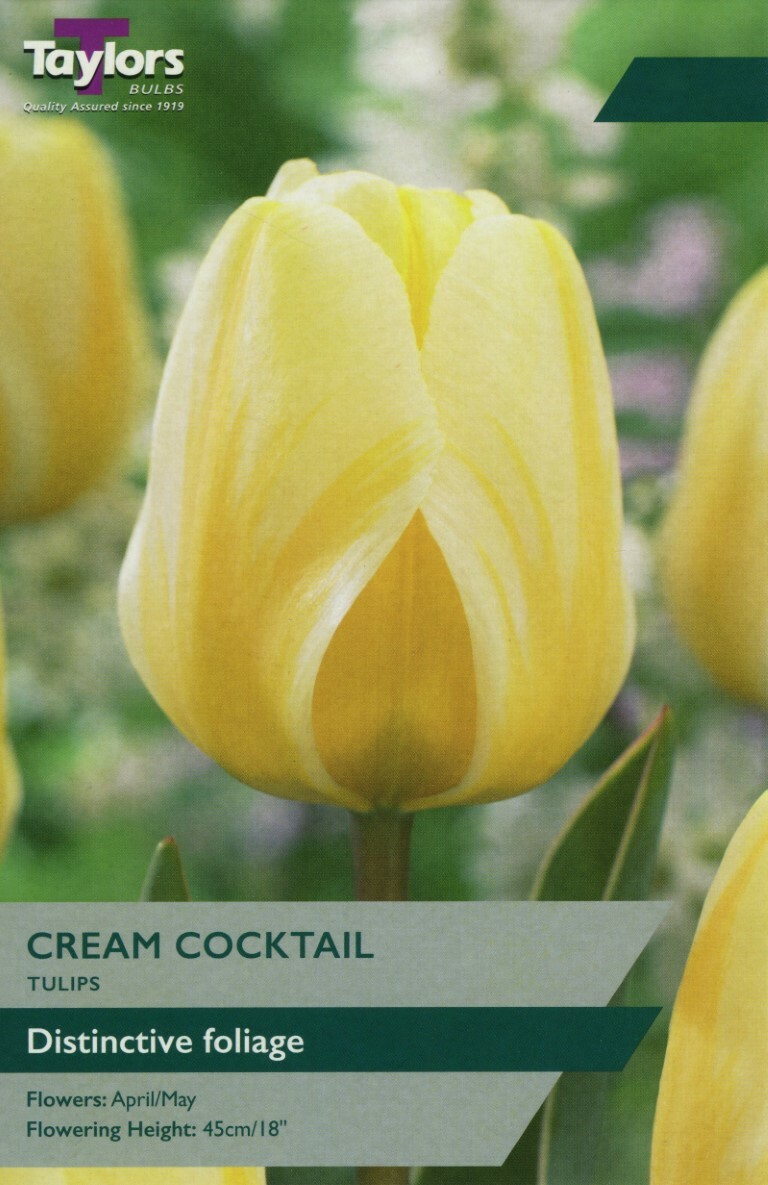 Tulip Cream Cocktail - Windlestone Nursery & Garden Centre in Ferryhill ...
